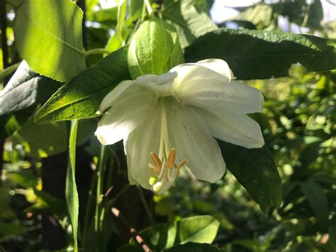 Passiflora Laura Torres Blanca Nadines Shop