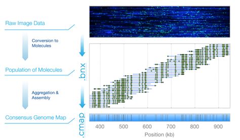 在细胞治疗的质量控制中， Bionano全基因组光学图谱技术（ogm）与测序强强联手！