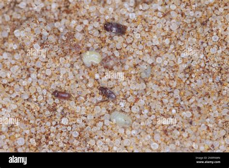 Drugstore Beetle Drug Store Weevil Biscuit Beetle Bread Beetle