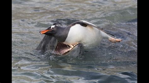 Leopard Seal Hunting Gentoo Penguins Youtube