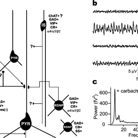 Putative Prefrontal Cortex Pfc Neuronal Network Model And Download Scientific Diagram