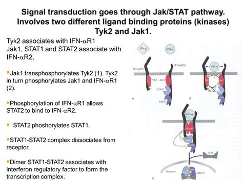 Cytokines 2 Secreted Polypeptide Or Low Molecular Weight Protein Involved In Cell To Cell