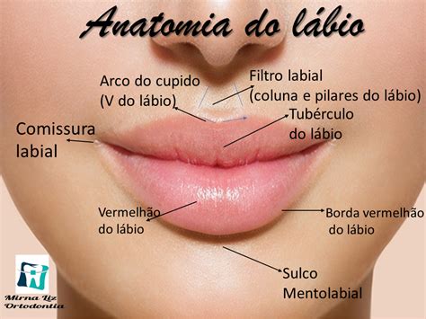 Anatomia Dos Lábios Sua Importância