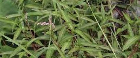 Polygonum Salicifolium Tūtunāwai Swamp Willow Weed Herbs And Remedies