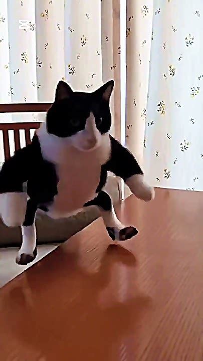 I Am Shocking As A Cat Youtube