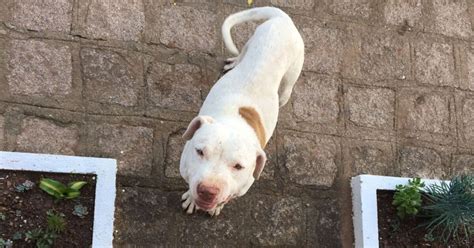 Procura Se O Dono Ou Alguém Que Ofereça Lar Temporário Para Um Pit Bull