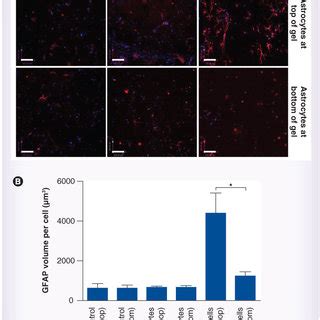 Astrocyte Reactivity In Response To Control Cells Download Scientific Diagram