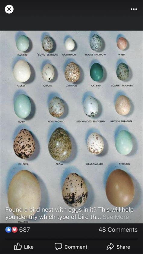 Types Of Bird Eggs In Michigan