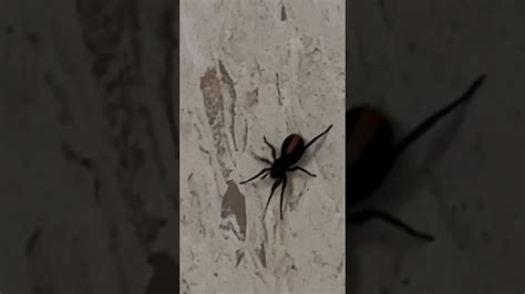Red Spotted Ant Mimic Spider Identify Bite And What To Do