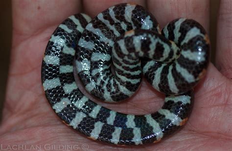 Cylindrophis Ruffus