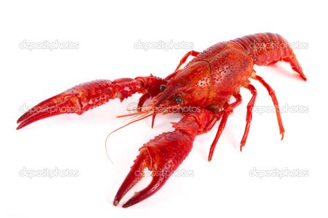 빨간 가재 — 스톡 사진 © Skystorm 42702257
