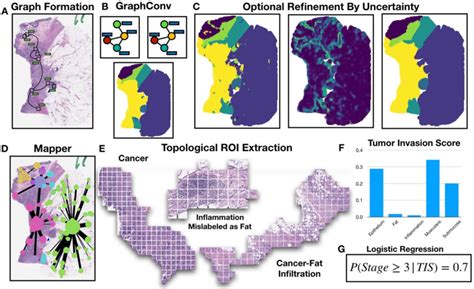 Wsi Gtfe Framework A Patch Level Cnn Embeddings Extracted Using Download Scientific Diagram