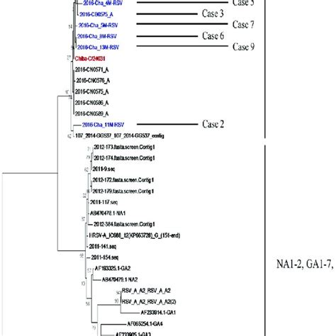 Phylogenetic Analysis Of The Rsv Arsv B Strains Using Partial G