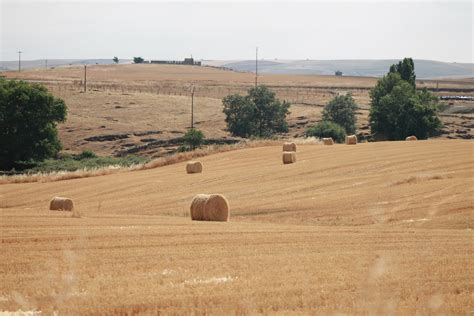 Nueva Bajada De Los Cereales En La Lonja De Zamora Agronews Castilla