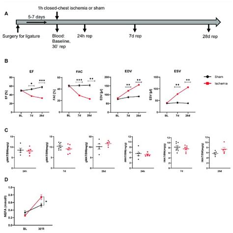 Model Of Myocardial Infarction A Schematic Of Used Mouse Model Of Download Scientific Diagram