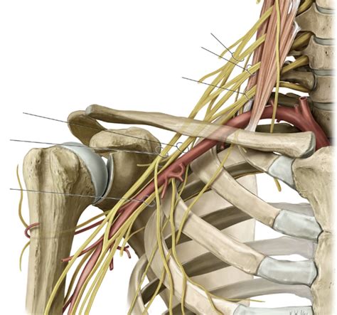 Diagram Le Plexus Brachial Quizlet