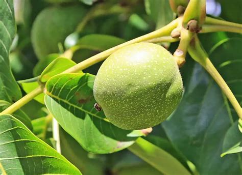 19 Types Of Walnut Trees Pictures And Leaves Identification