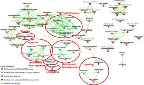 Enrichment Map Of The Phosphoproteomic Data Showing Phosphorylated