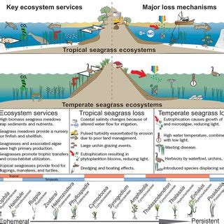 Comparison Of Seagrass Salt Marsh Mangrove And Coral Reef Habitats