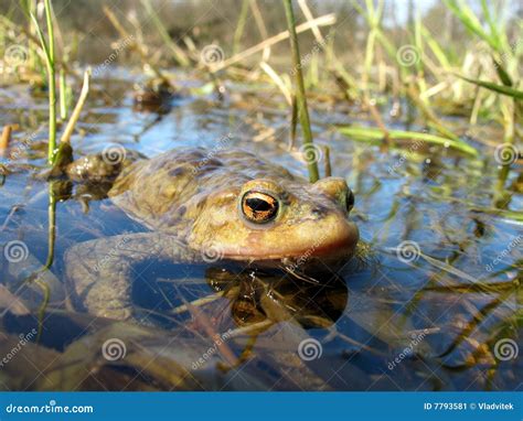 True Toad Stock Image Image Of Funny Closeup Level 7793581