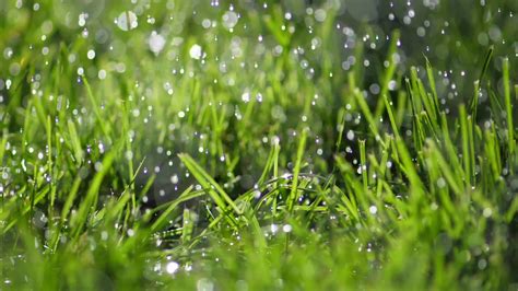 Nature Rain Grass Water