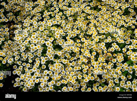 Pyrethrum Aureum Golden Moss Bed Display Flowers Tanacetum