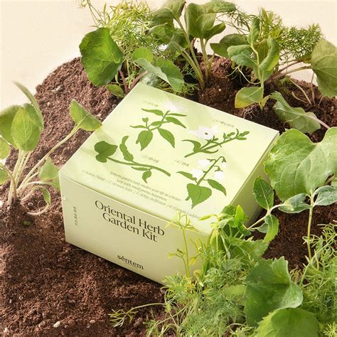 [홈가드닝 반려식물] 건강한 식탁을 위한 한방 정원 키트 4종 곤드레 취나물 잔대 백도라지 감도 깊은 취향 셀렉트샵 29cm