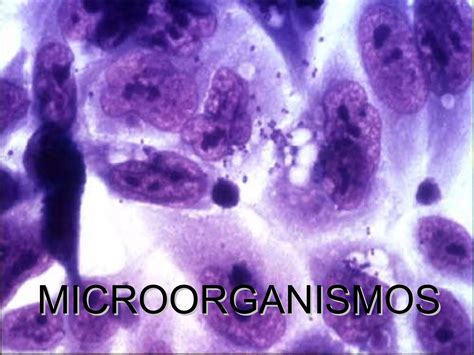 Microorganismos Ppt