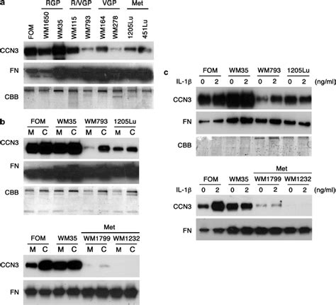 Ccn3 Expression In Melanocytes And In Melanoma Cells A Western Blot Download Scientific