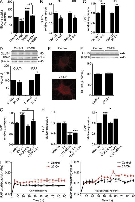 27 Oh Reduces Glucose Uptake And Elevates Irap Levels And Catalytic Download Scientific Diagram