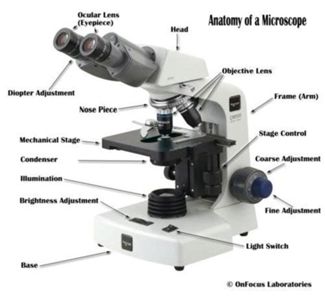 Microscope Functions Quiz Flashcards Quizlet