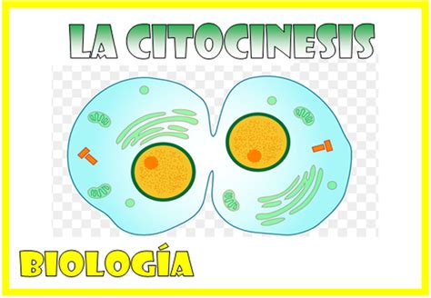 La Citocinesis Biología ~ Optifutura