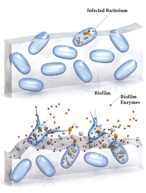 Biofilm Disruption Native Formulas