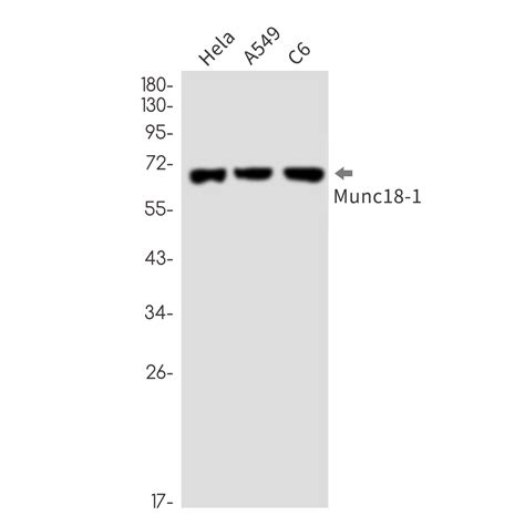 Syntaxin Binding Protein 1 Rabbit Mab Wb Buy Now