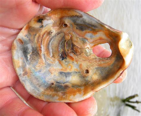 Calvert Cliffs Fossils Swordwhale Walking Illustration Webcomic Stories Photojourneys Videos