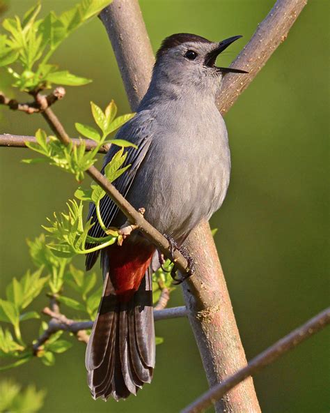 Photos Of Catbirds At August Kaiser Blog