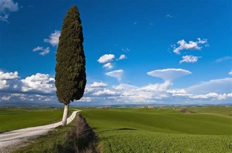 이탈리아 토스카나 사이프러스나무 네이버 블로그
