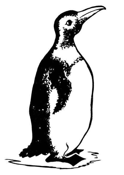 Penguin Drawing 5 Easy Steps The Graphics Fairy