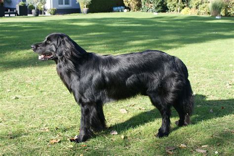 Start Aiven Vom Dinkelhook Hovawart