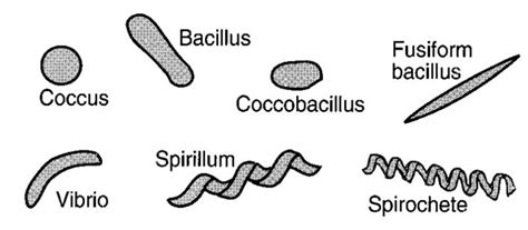 Bacteria In Microbiology Shapes Structure And Diagram