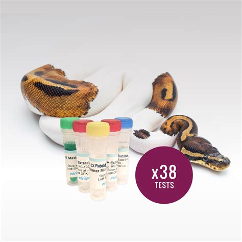 Ball Python Piebald Dna Test Minipcr Dx