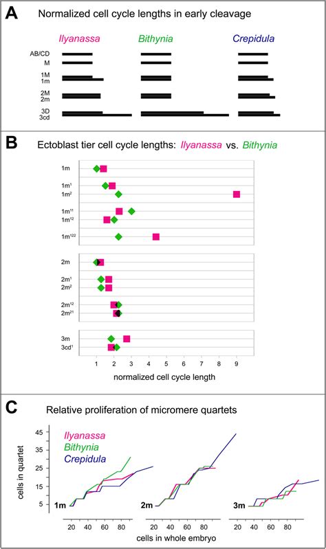 between tier cell cycle differentiation in ilyanassa and two other download scientific diagram