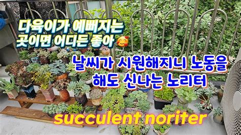 백봉도 모닝듀도 쥬피터도 정말 멋지게 떡판이 되어 가네요 ️ Youtube
