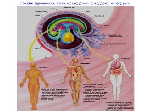 Анатомічні артефакти Месопотамії та древнього Єгипту презентация онлайн