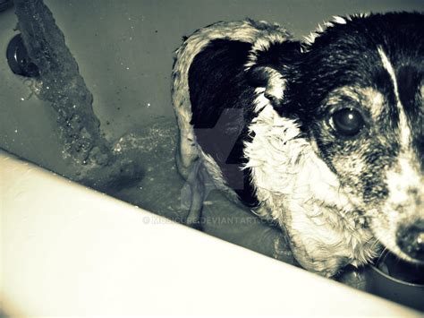 Toby Hates Baths By Musicure On Deviantart
