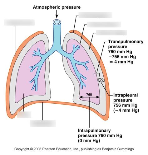 Intrapulmonary Labeling Diagram Quizlet