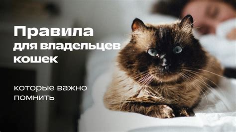 Секреты счастливой жизни с кошкой Советы новоиспеченным владельцам кошек как ухаживать 🐈