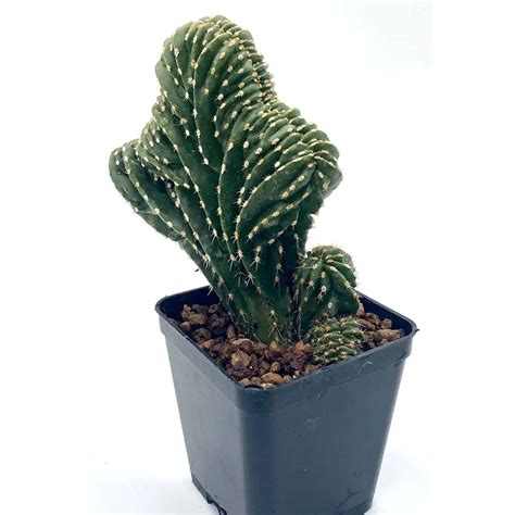 Crested Marginatocereus Marginatus Potted 12 Cm Oasis Cactus