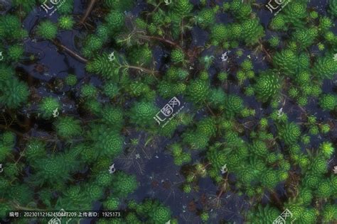 狐尾藻 其它植物 植物花草 摄影素材 汇图网www huitu