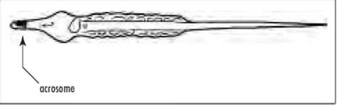 Acrosome The Encyclopedia Of Biology Biology Learn